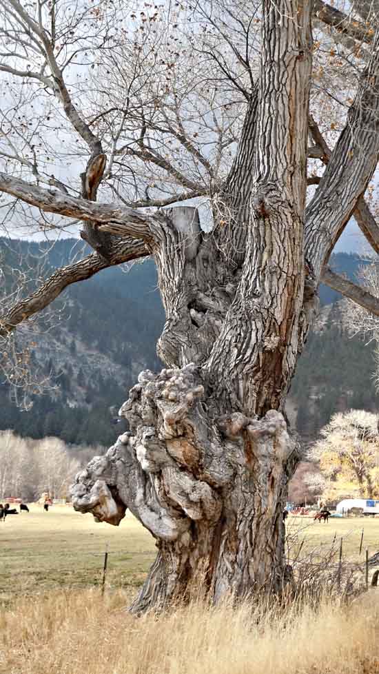 Genoa's Hanging Tree - Clairitage Press